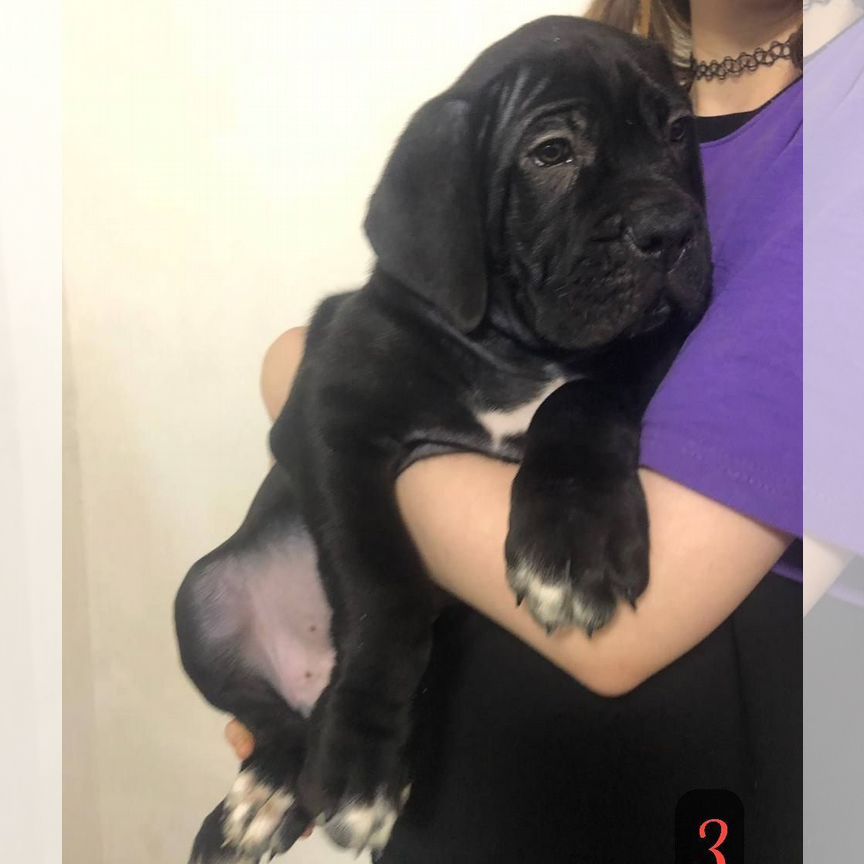 Кане-корсо, щенок