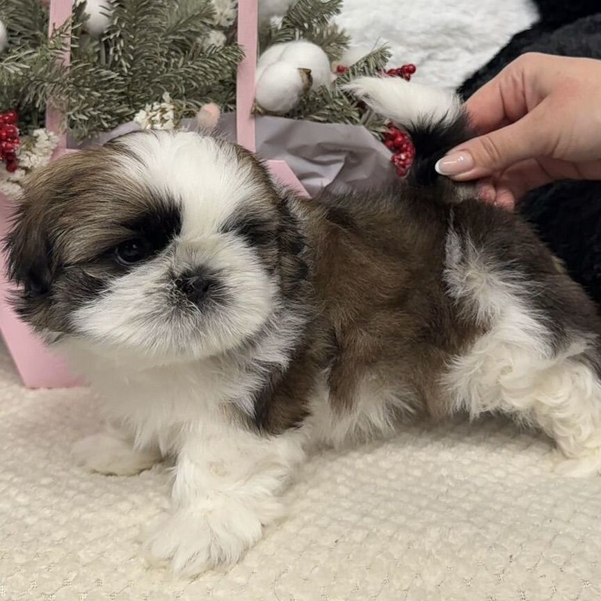 Ши-тцу, щенок