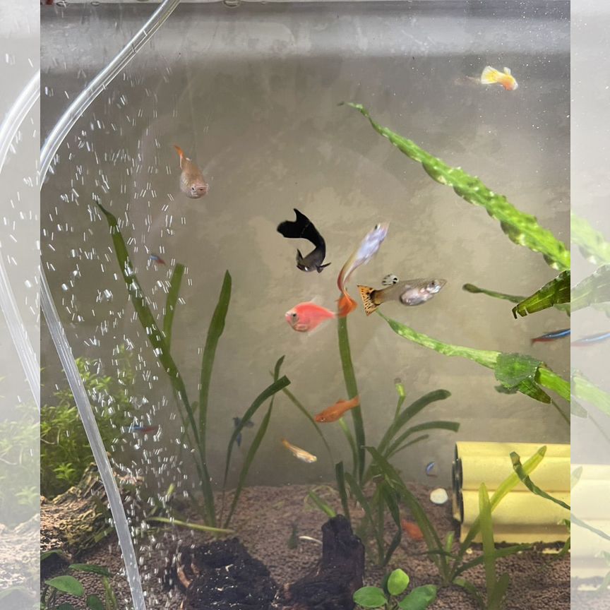 Рыбки гуппи