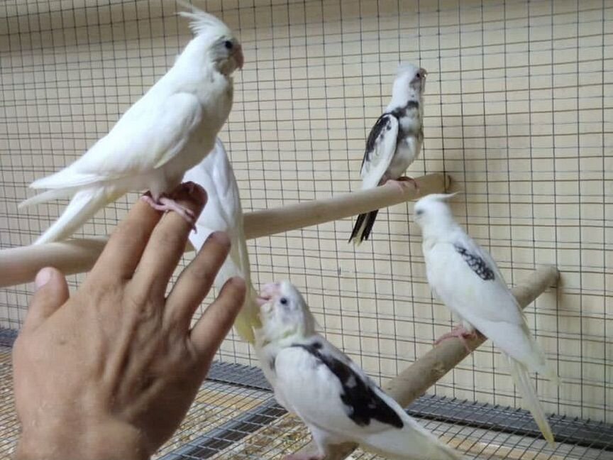 Попугай карела безщекая выкормышь