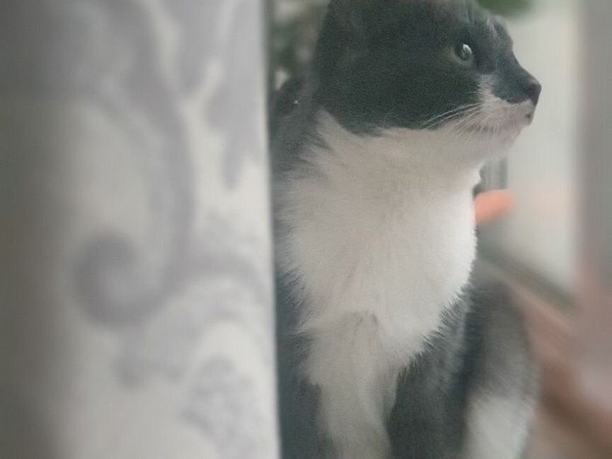 Молодой котёнок ищет добрые ручки