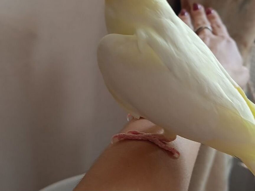 Попугай корелла с вольером