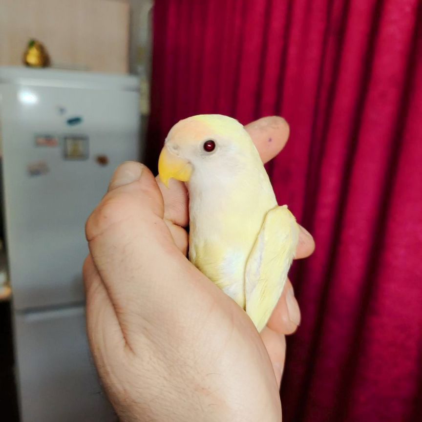 Красоточка Девочка