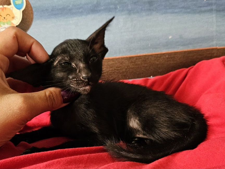 Ориентальная пантера