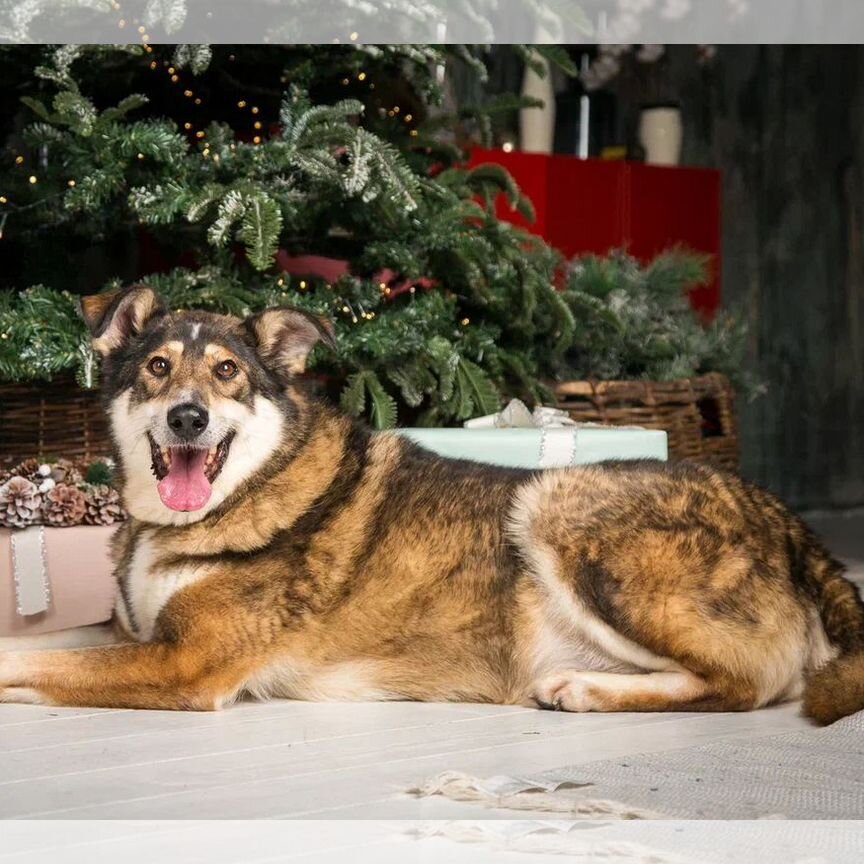 Чудесная собака Айка ищет дом