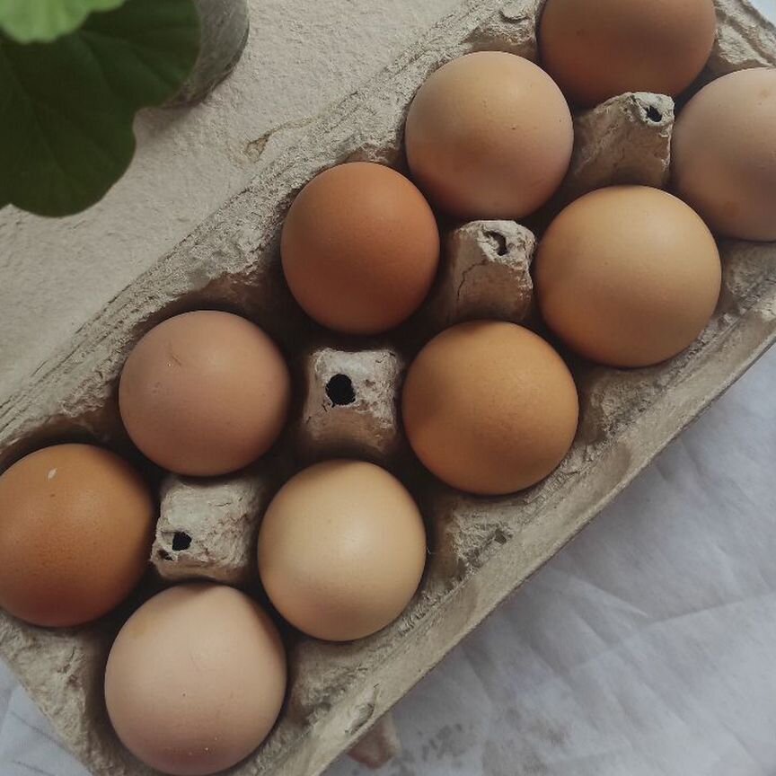 Домашние куриные яйца