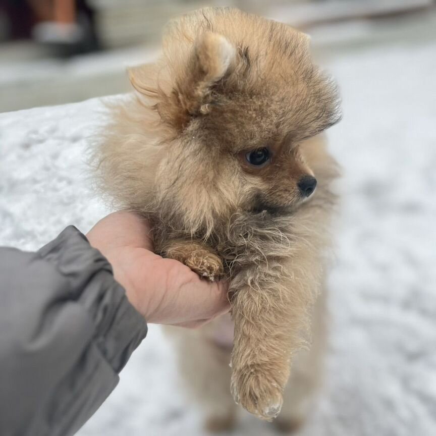 Померанский шпиц, щенок