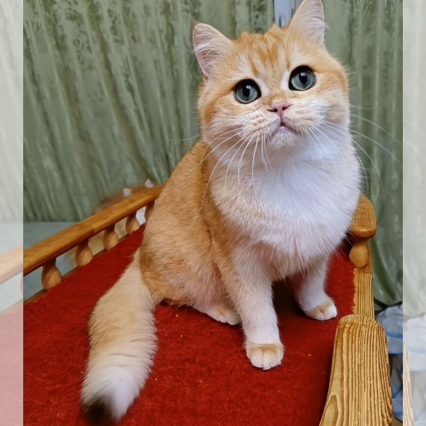 Британский короткошёрстный котёнок