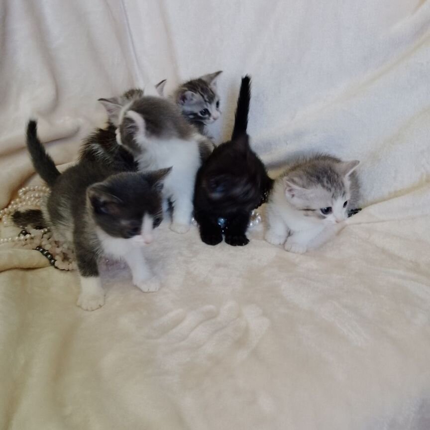 Котята в добрые руки бесплатно