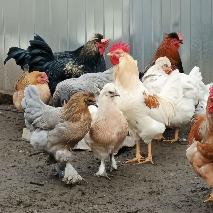 Молодые петушки