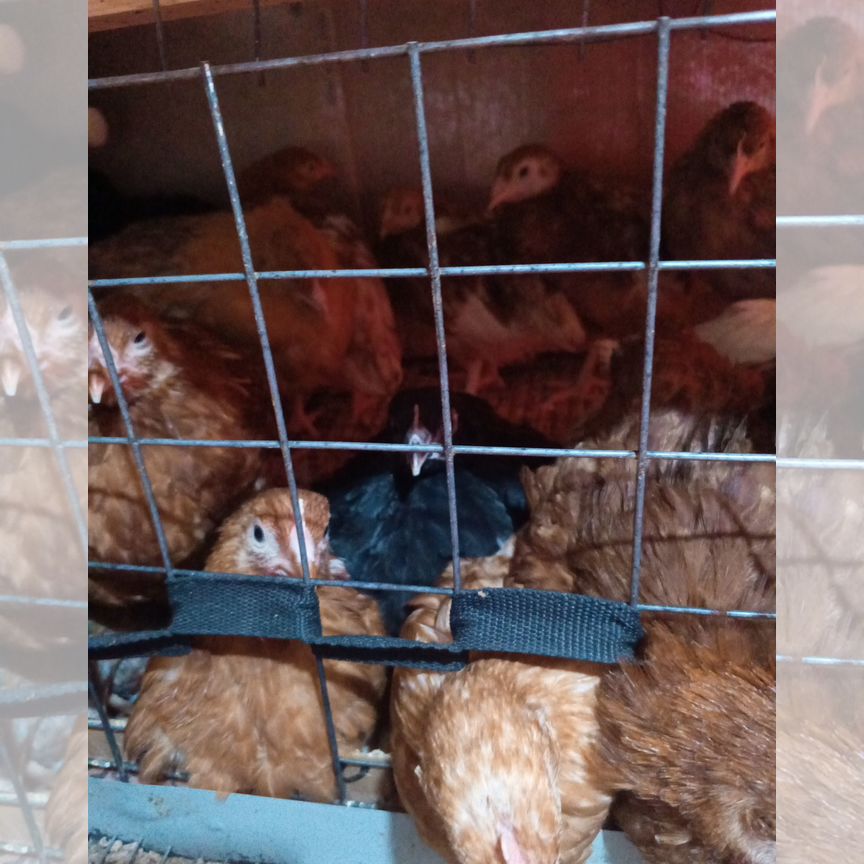 Домашняя птица куры