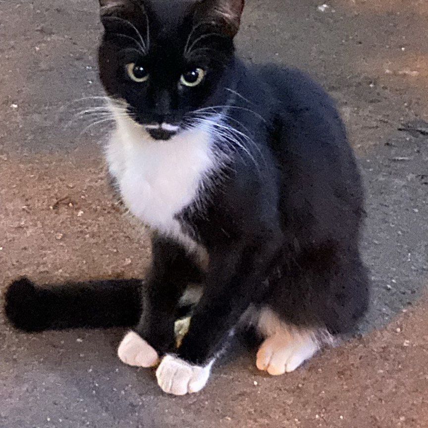 Котёнок в добрые руки