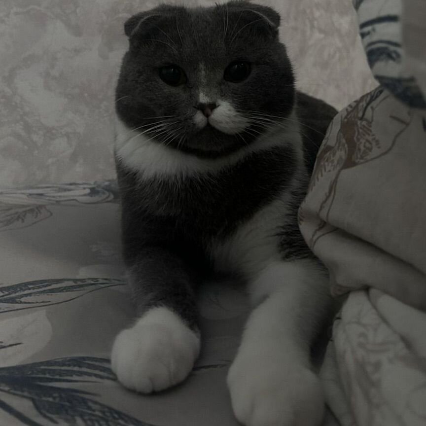Британский кот вислоухий