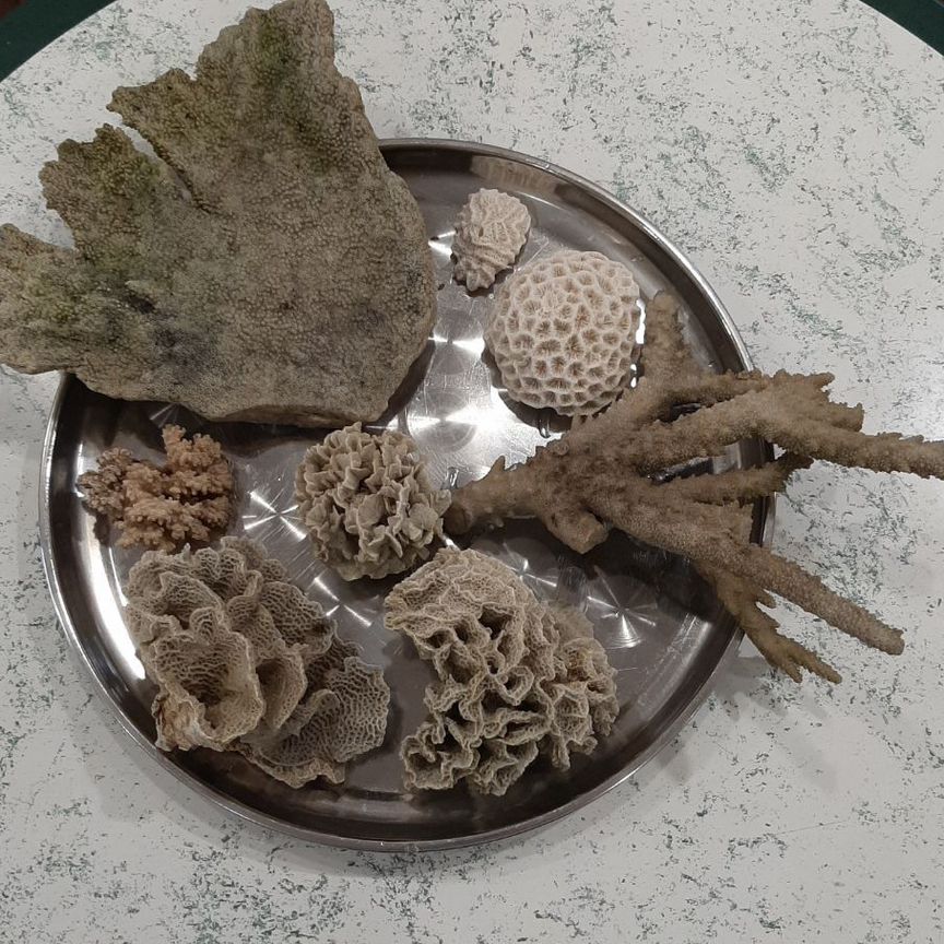 Кораллы морские