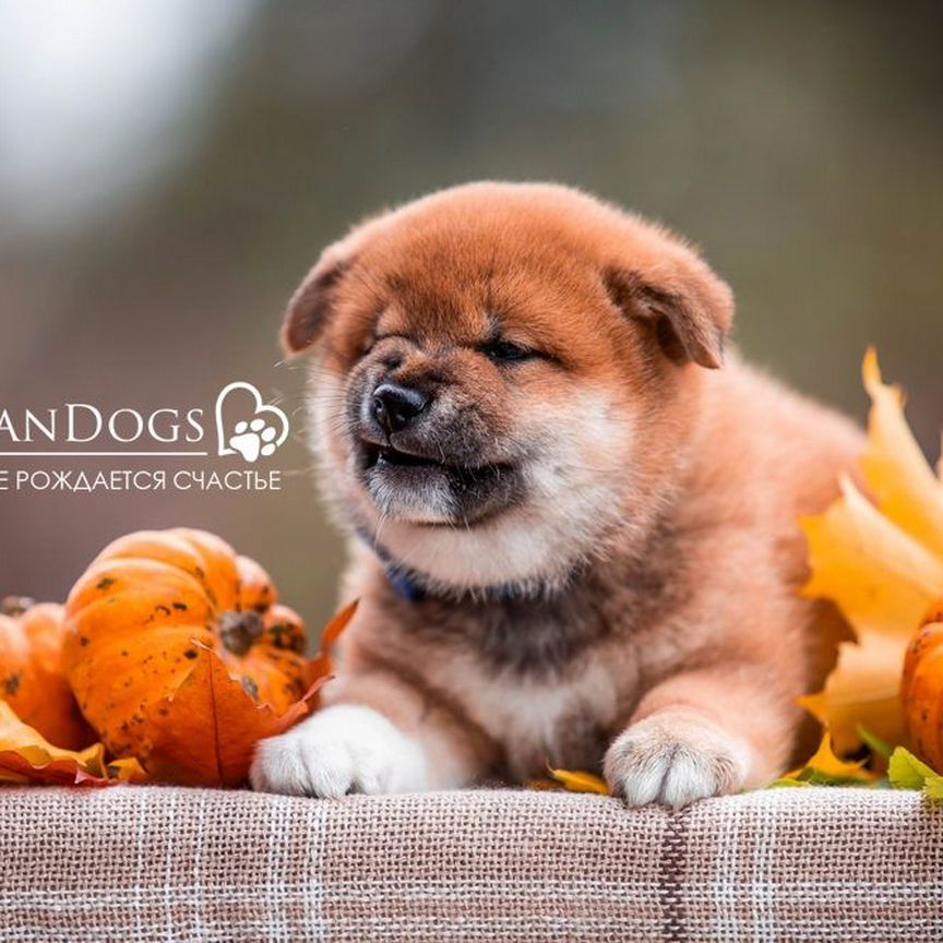 Породистые,здоровые 3 малыша сиба для лучших родит