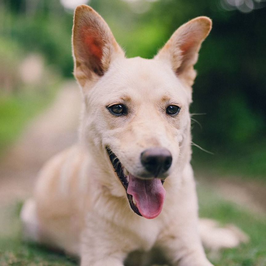 Собака в добрые руки