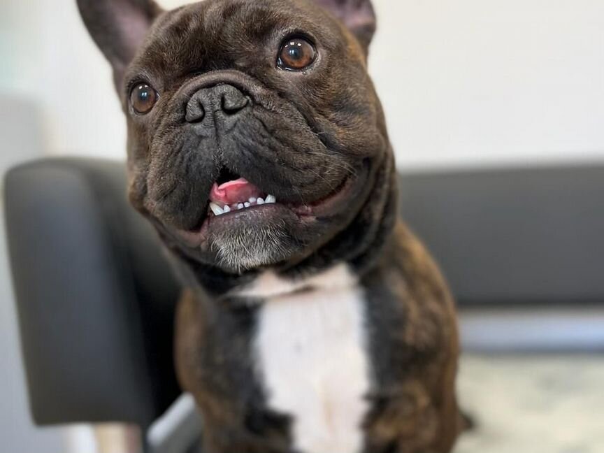 Французский бульдог кобель вязка