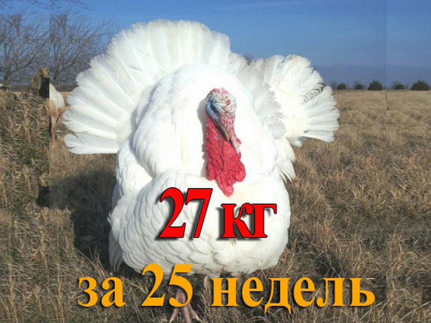 Индюшата Хайбрид конвертер или Биг6, тяжёлый кросс