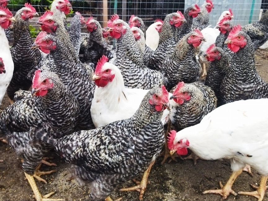 Молодые петушки