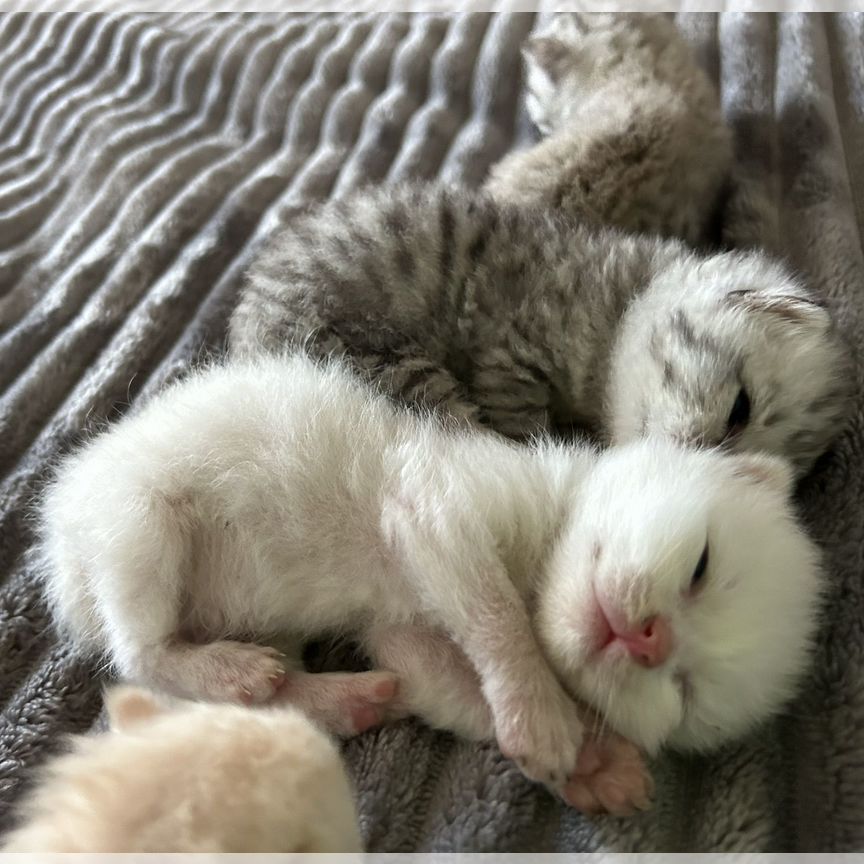 Котята вислоухие шотландские породистые