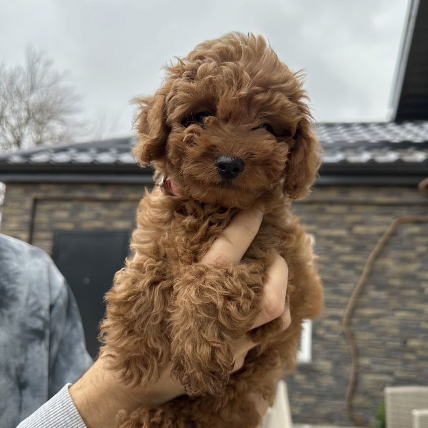 Малышка той пудель