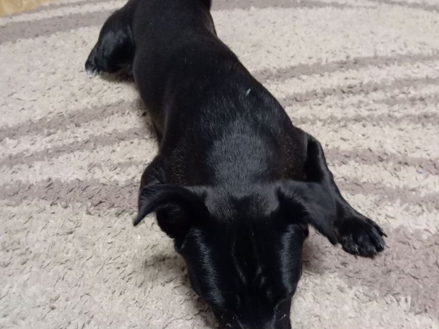 Собака 8 месяцев в добрые руки отдам бесплатно