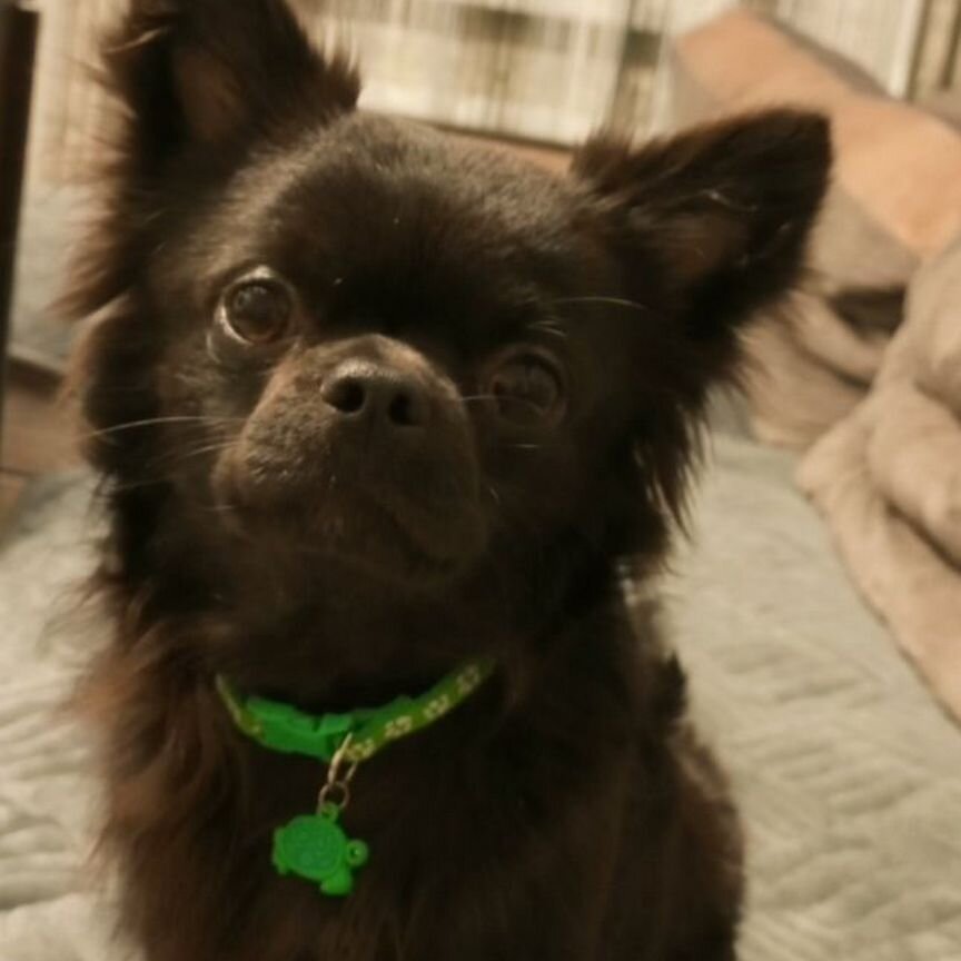 Вязка кобель чихуахуа