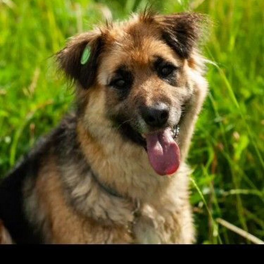 Трогательная малышка Чиса ждет вас