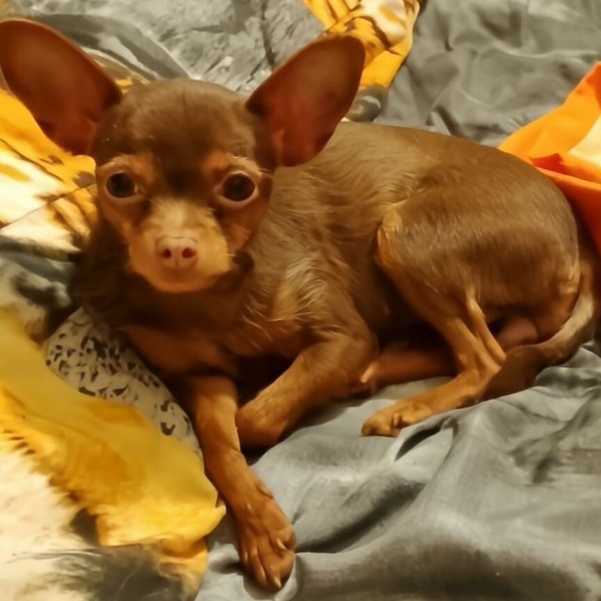 Русский той-терьер, взрослая собака