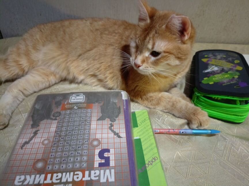 Кошка Ягодка в поисках любящих хозяев