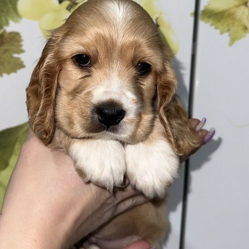 Кокер спаниель, щенок