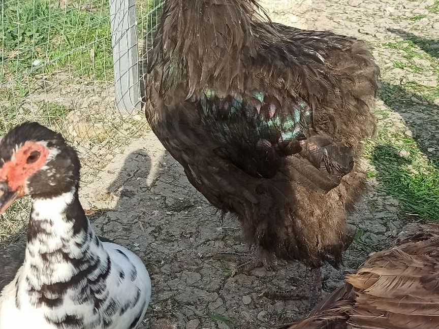 Чистокровные петухи орпингтона