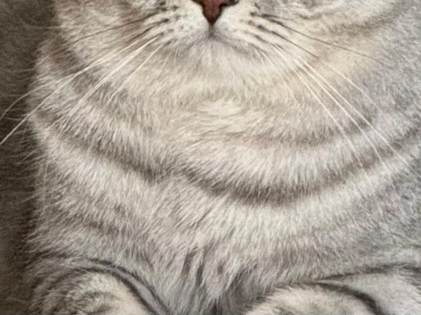 Шотландская вислоухая