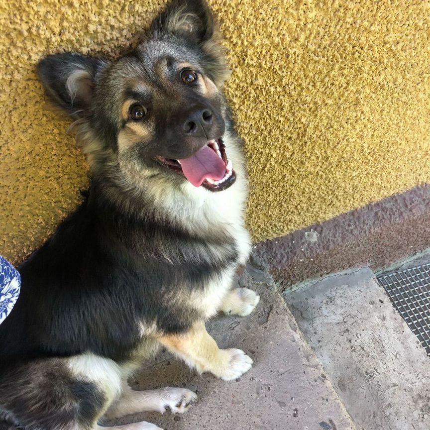 Отдам собаку в добрые руки