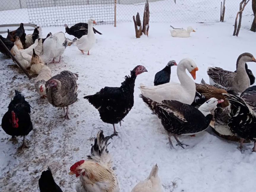 Индюки индюшки индейки