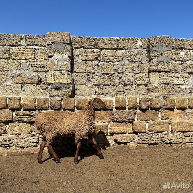 Ягнята баранчики