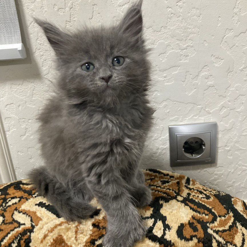 Мейн-кун котёнок