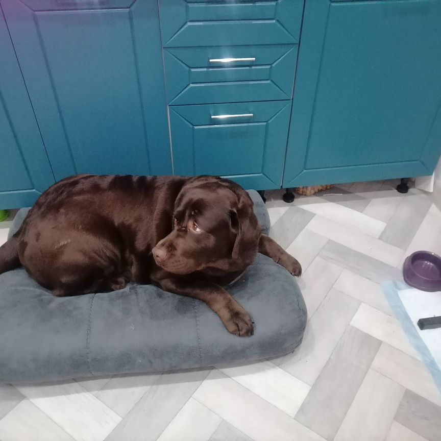 Лабрадор (продажа)