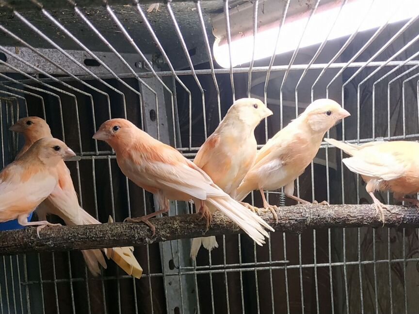 Молодняк канареек