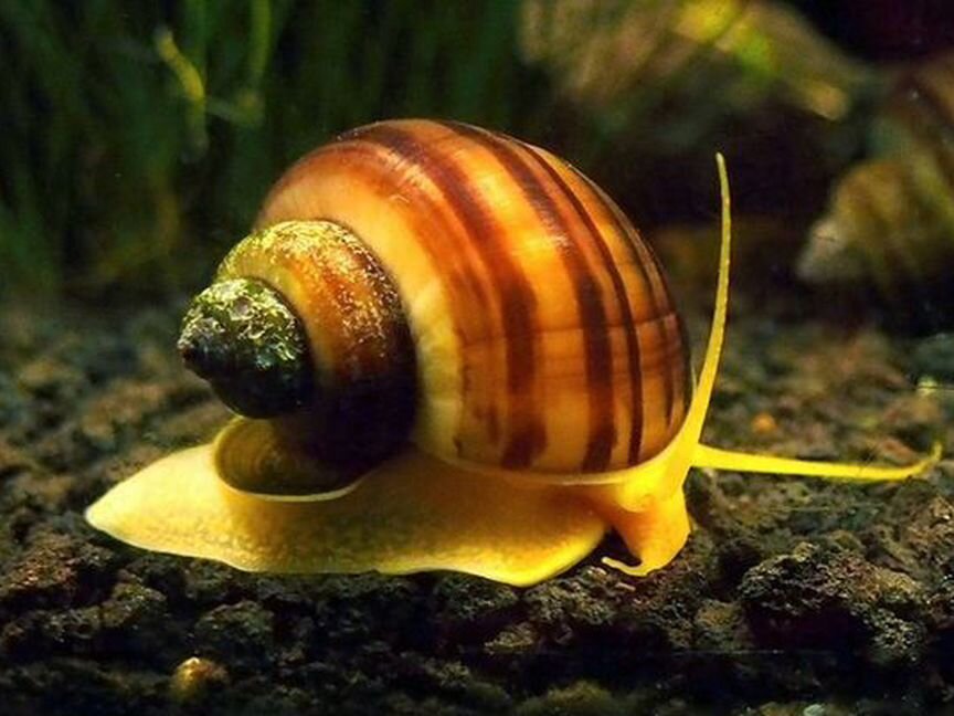 Улитки ампулярии