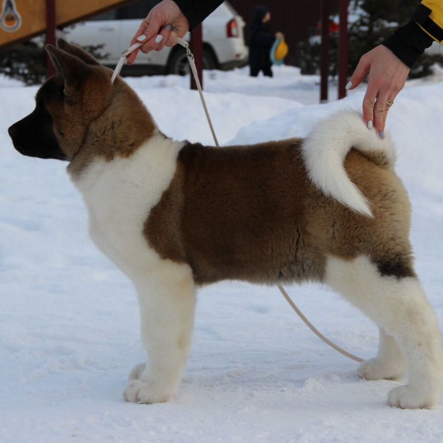 Американская акита