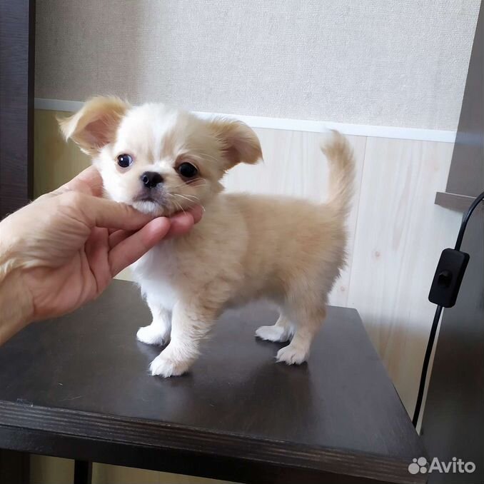 Чихуахуа дш мальчик