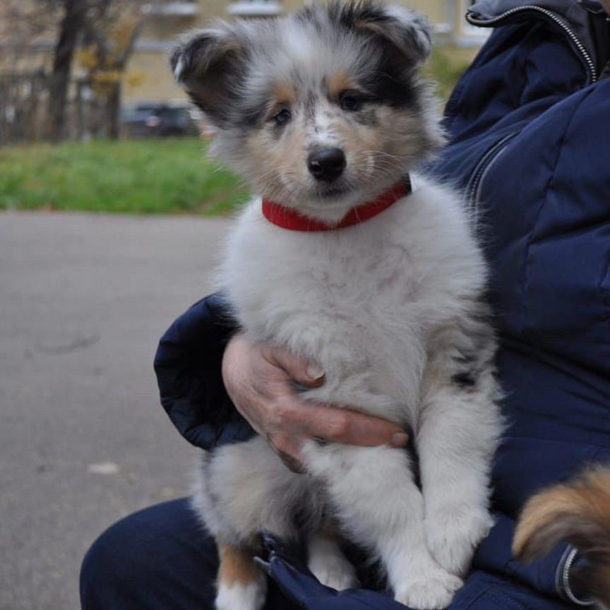 Голубой принц