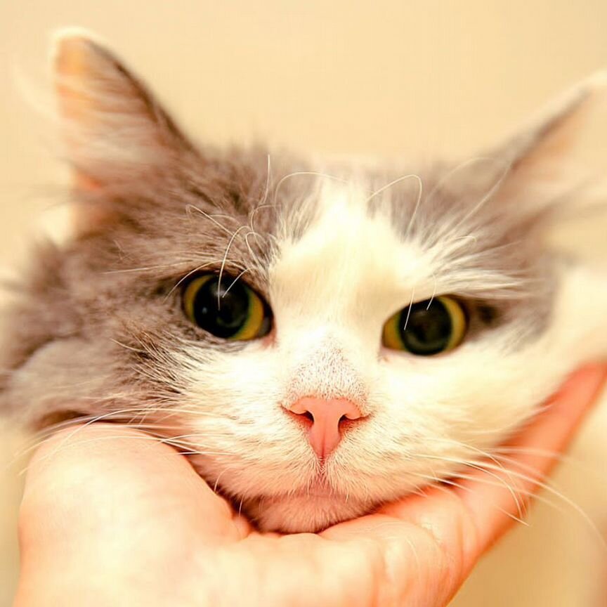 Чеширский кот