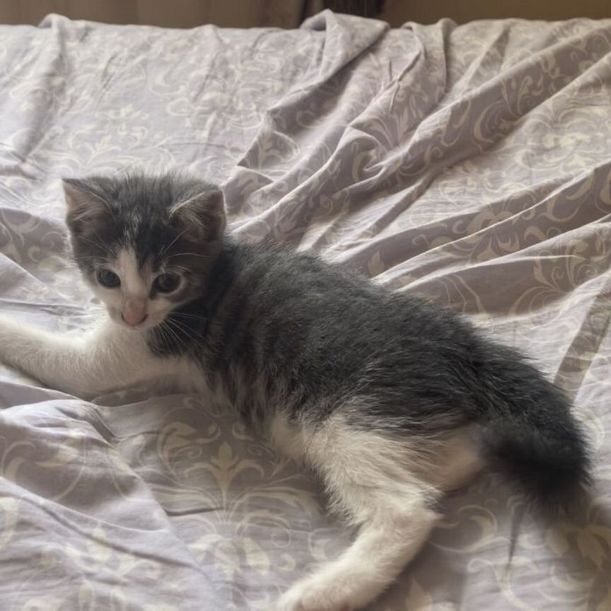 Алтайский котёнок