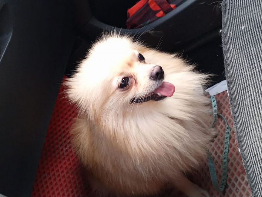 Померанский шпиц девочка