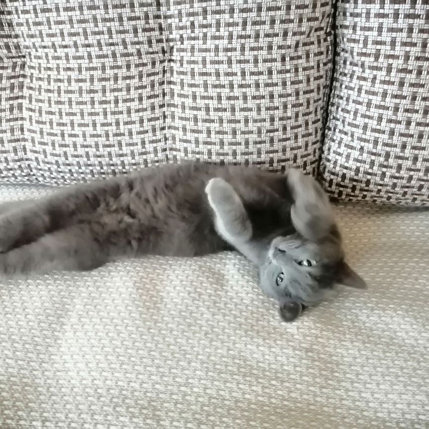 Отдадим кота в хорошие руки
