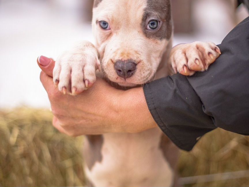 Стаффордширский терьер