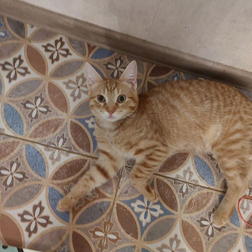 Отдам в хорошие руки рыжего котенка