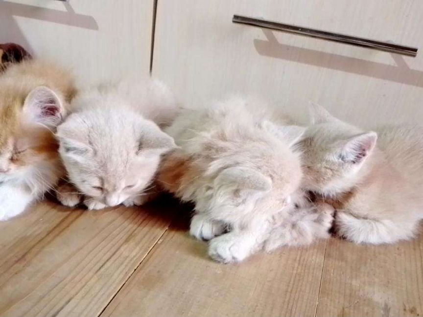 Котята полубританские